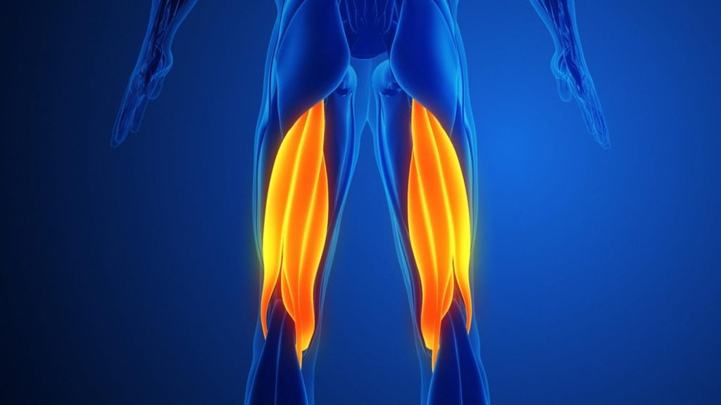 Hamstring Kası Nedir? Hamstring Kası Egzersizleri | MACFit